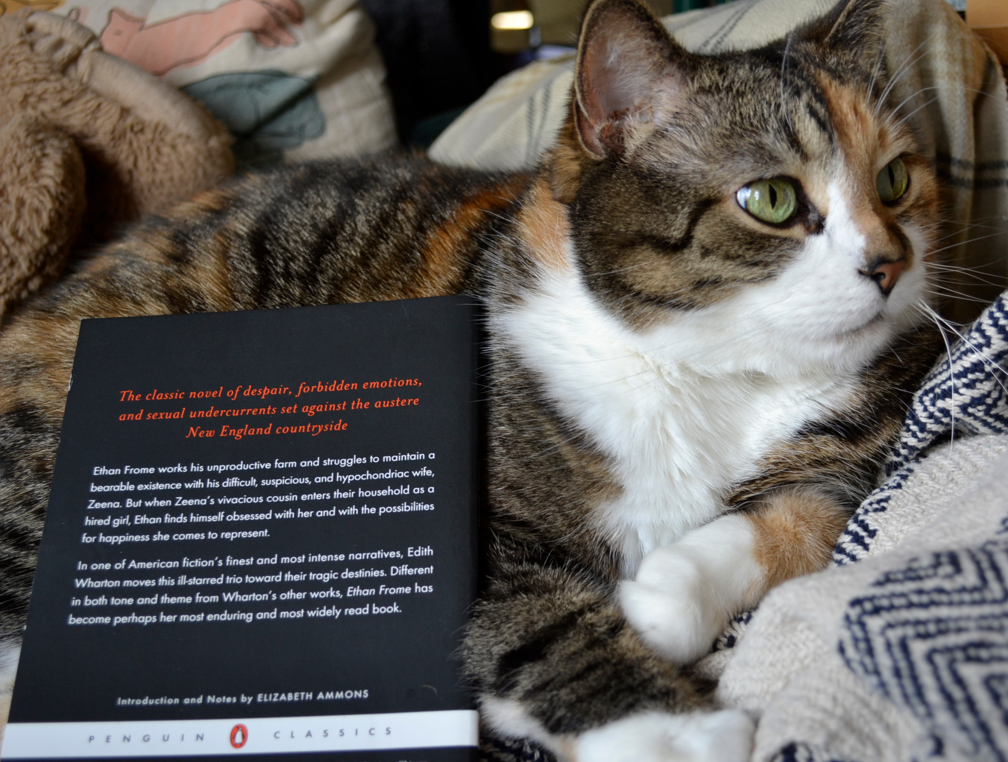 Ethan Frome – Old Paper & Cats, Reviews by S. Hargrave
