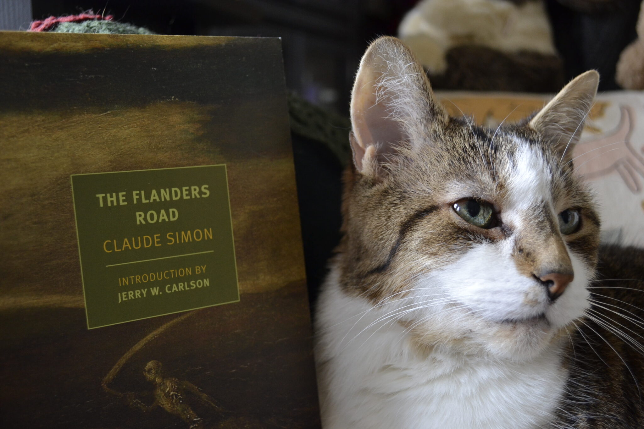 The Flanders Road – Old Paper & Cats, Reviews by S. Hargrave