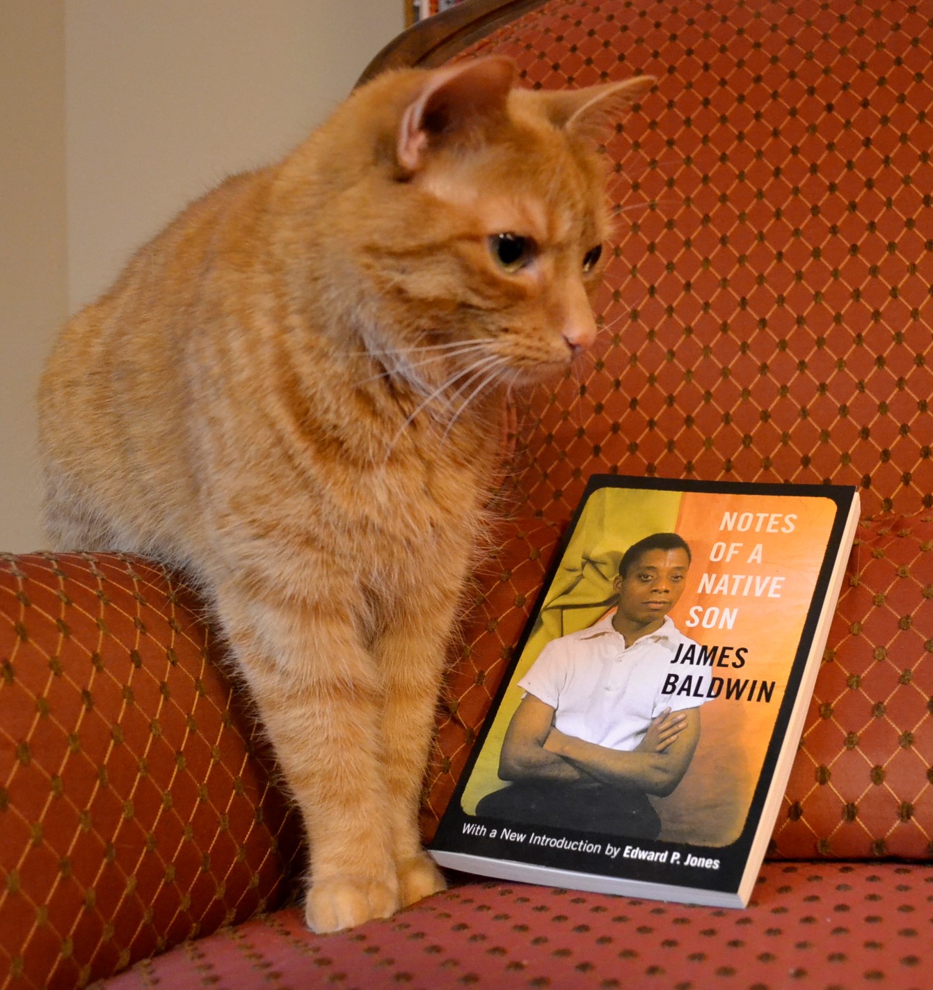 Notes of a Native Son – Old Paper & Cats, Reviews by S. Hargrave