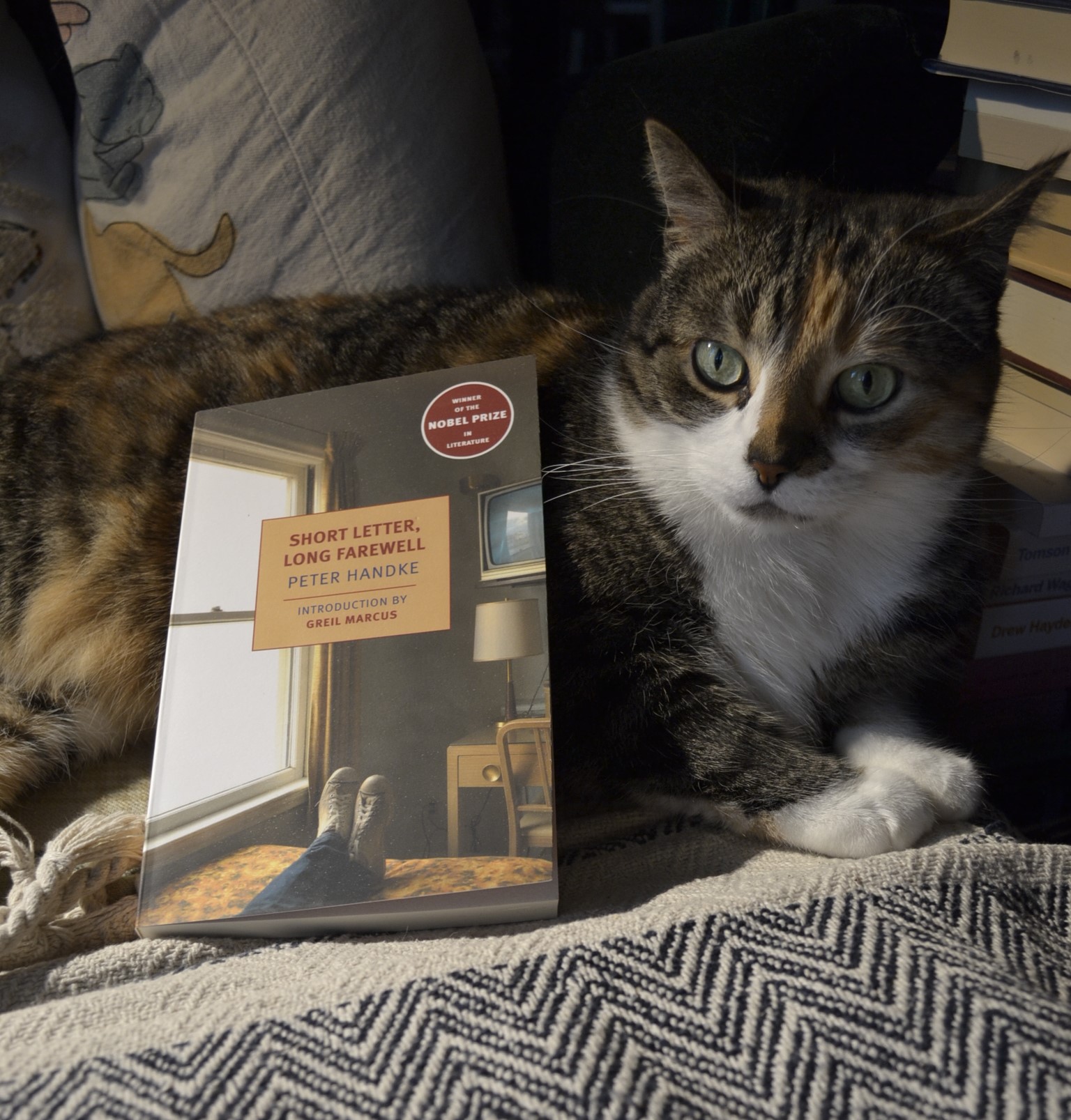 Short Letter, Long Farewell – Old Paper & Cats, Reviews by S. Hargrave
