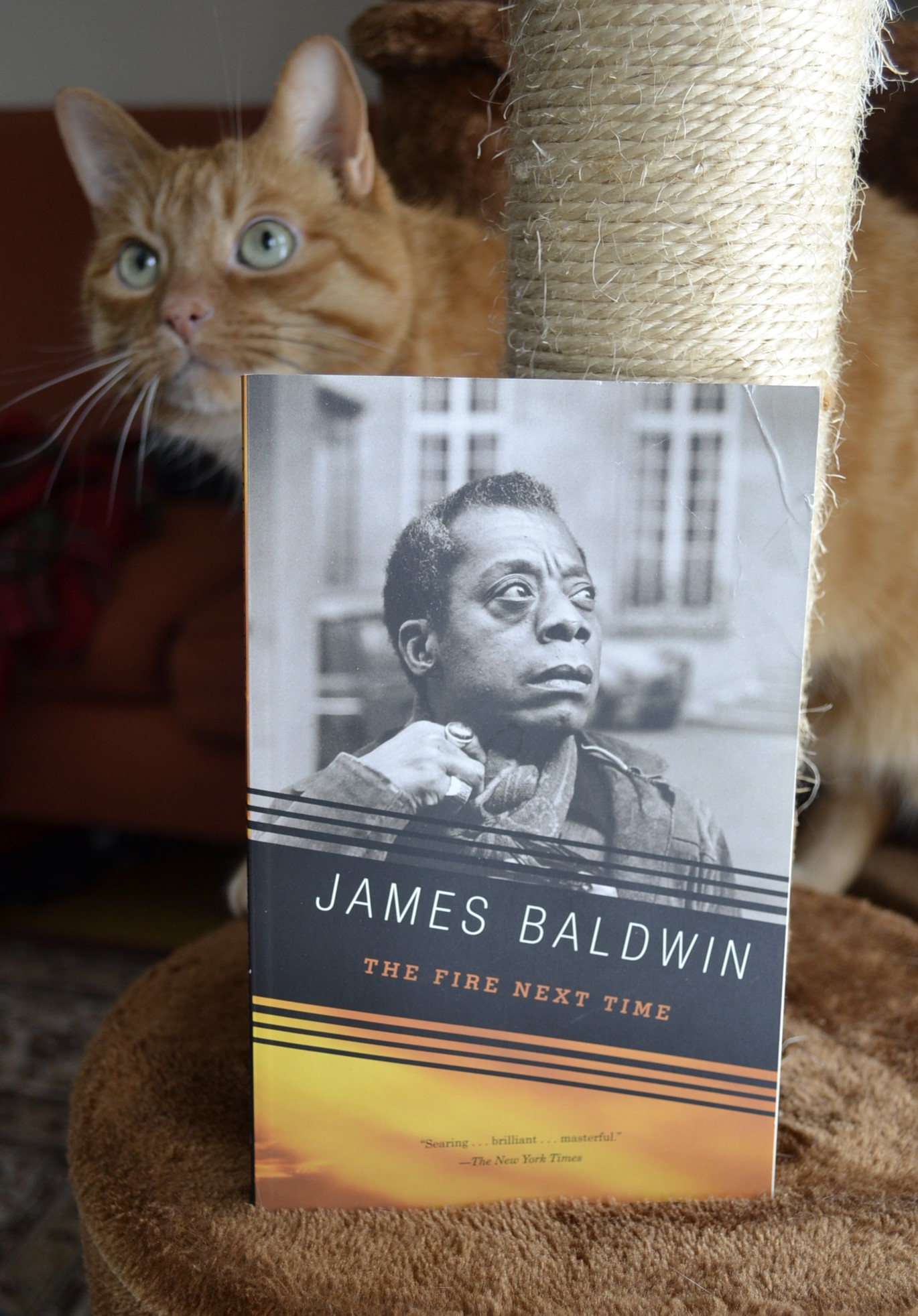 The Fire Next Time – Old Paper & Cats, Reviews by S. Hargrave